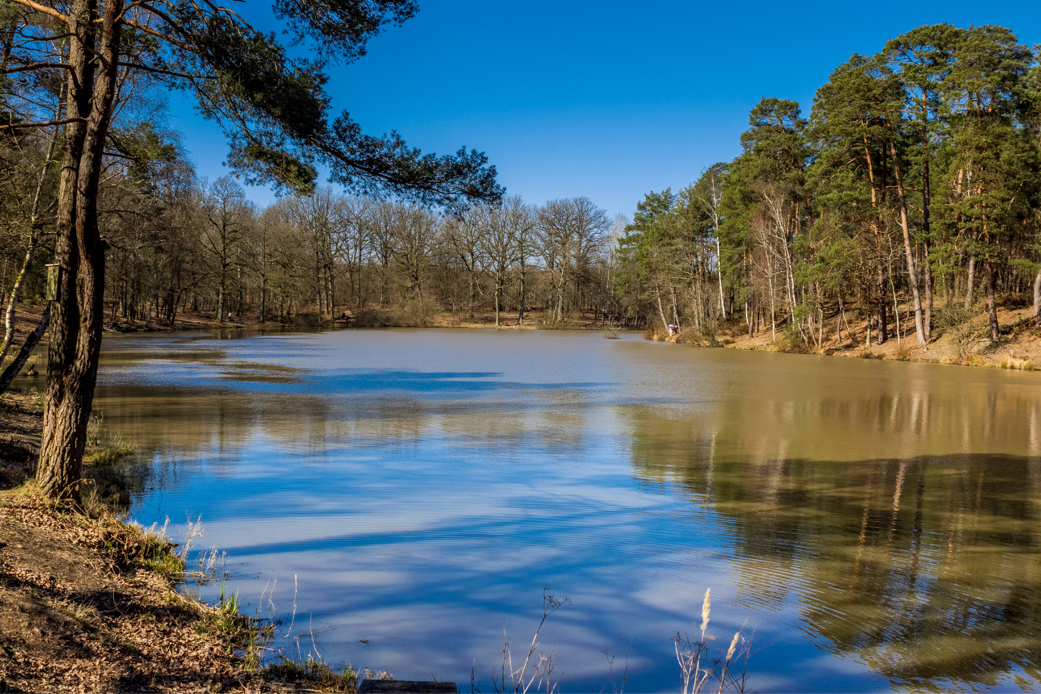 Les plus 7 belles forêts d'Île-de-France pour une escapade hors des ...