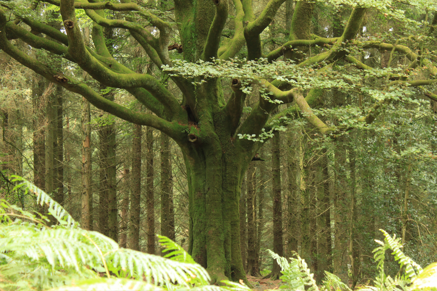 Les 10 plus beaux espaces naturels de Bretagne à explorer